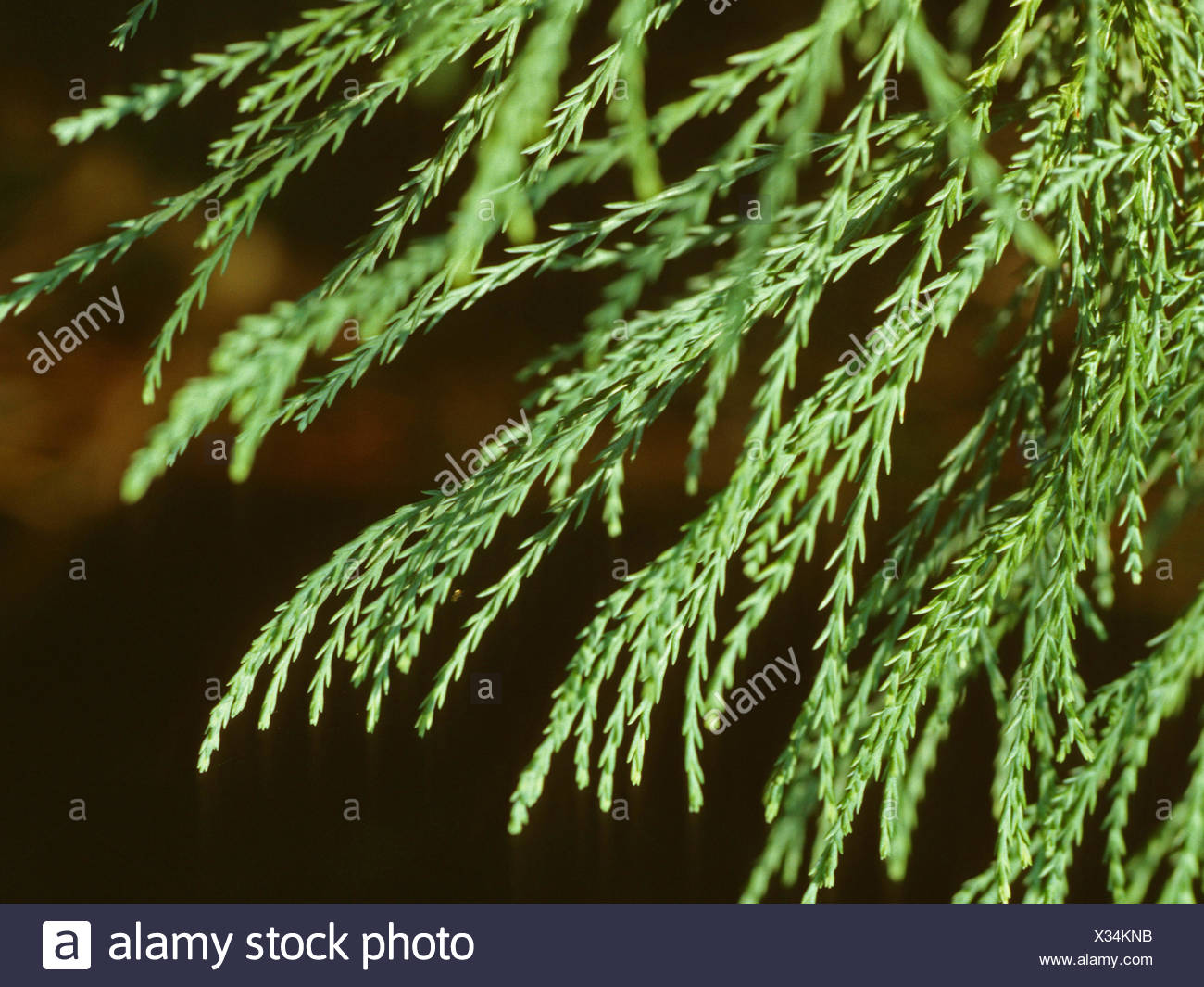 Giant Sequoia Leaves High Resolution Stock Photography and Images - Alamy