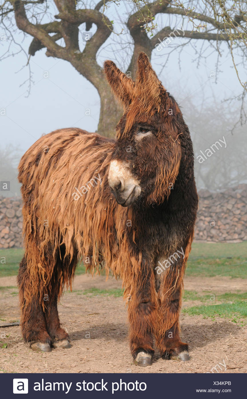 Mammoth Donkey High Resolution Stock Photography and Images - Alamy