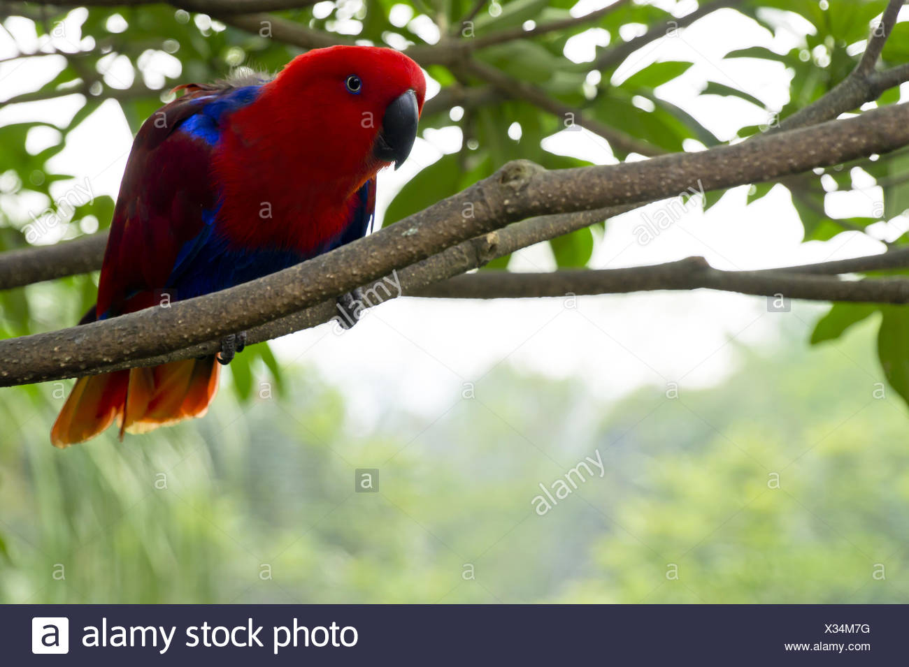 Red Lory Stock Photos & Red Lory Stock Images - Alamy