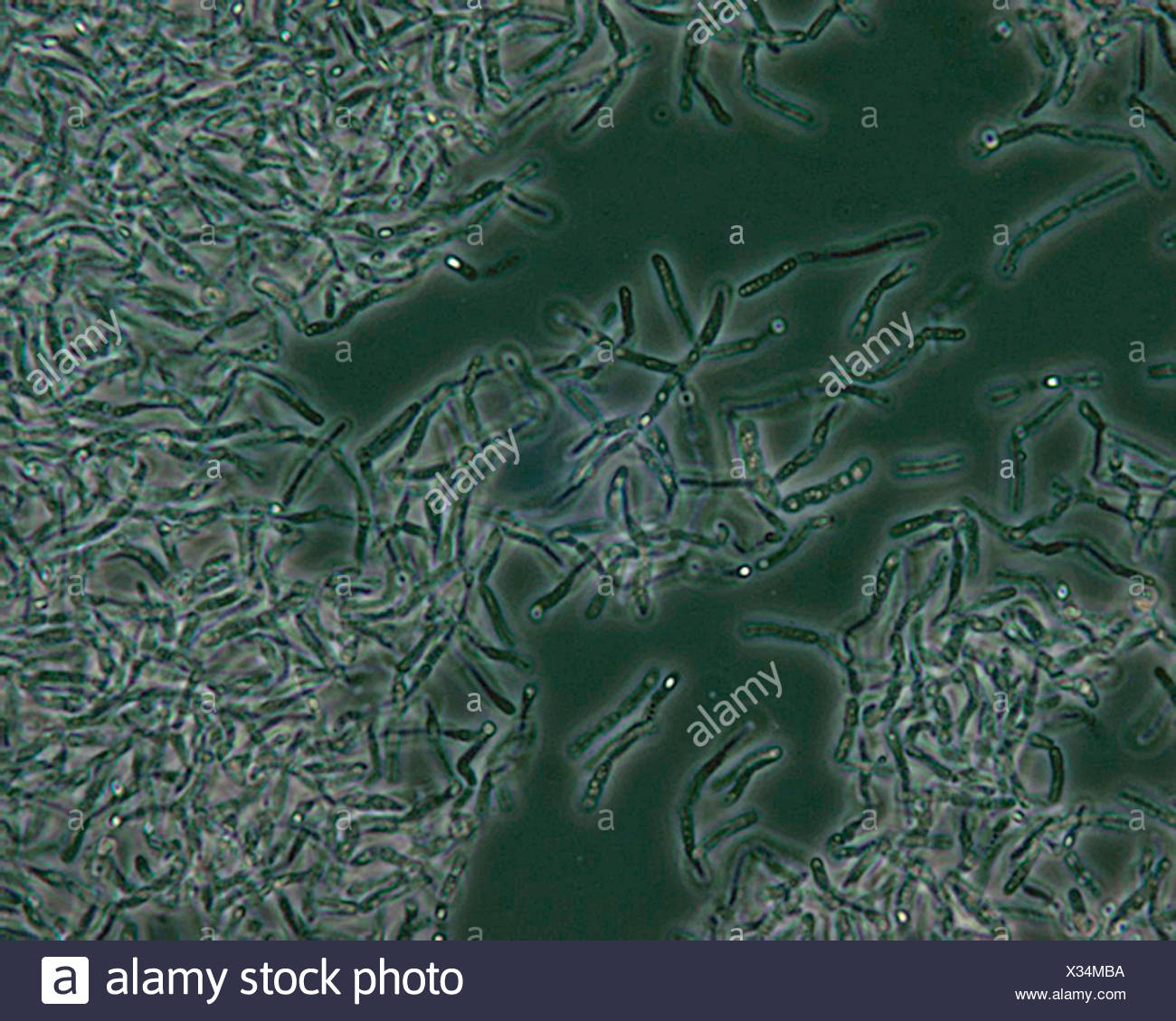 Spore Mass High Resolution Stock Photography and Images - Alamy