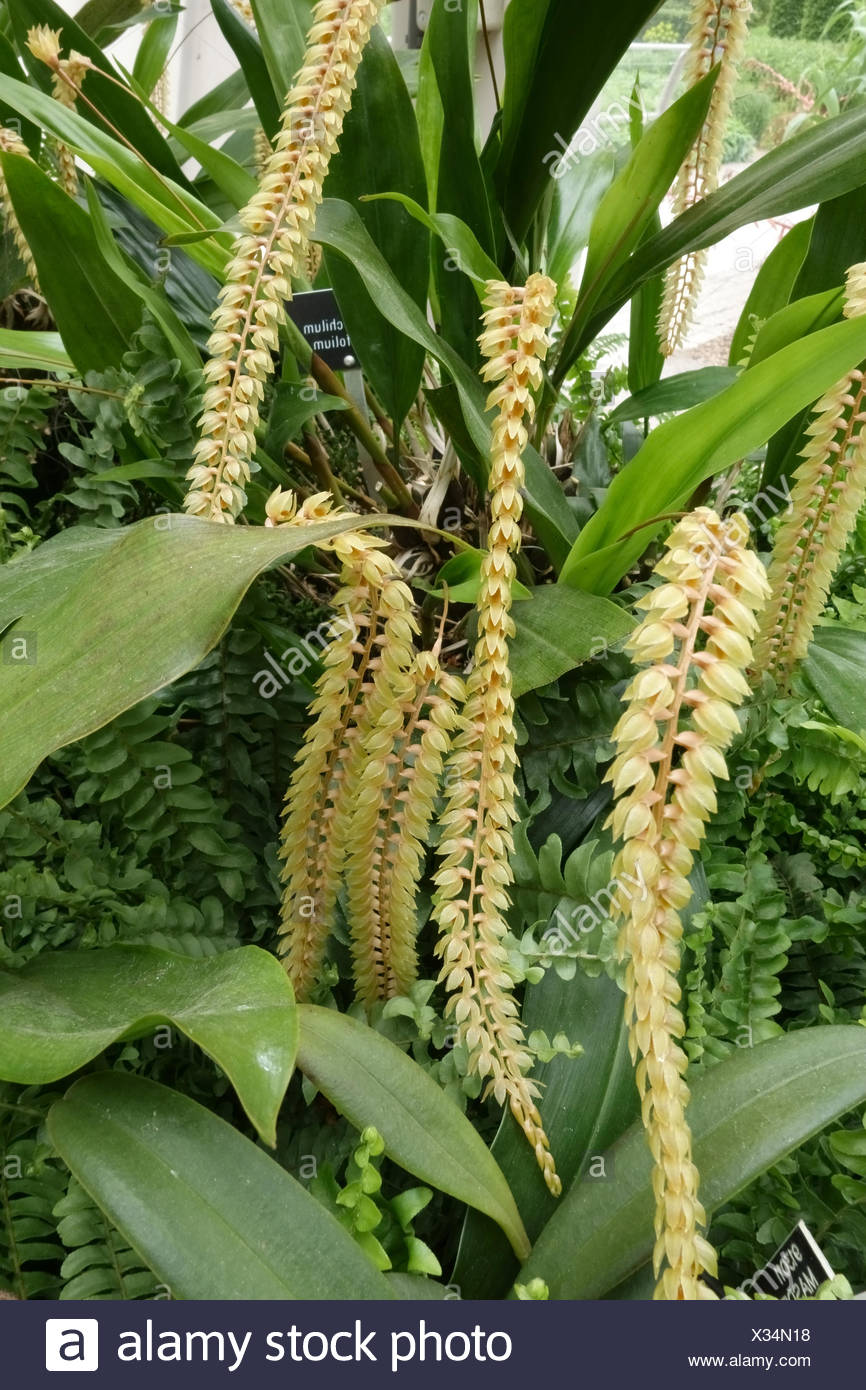 Raceme Of Flowers High Resolution Stock Photography and Images - Alamy