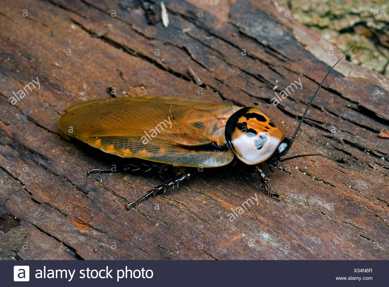 Bark Cockroach High Resolution Stock Photography and Images - Alamy