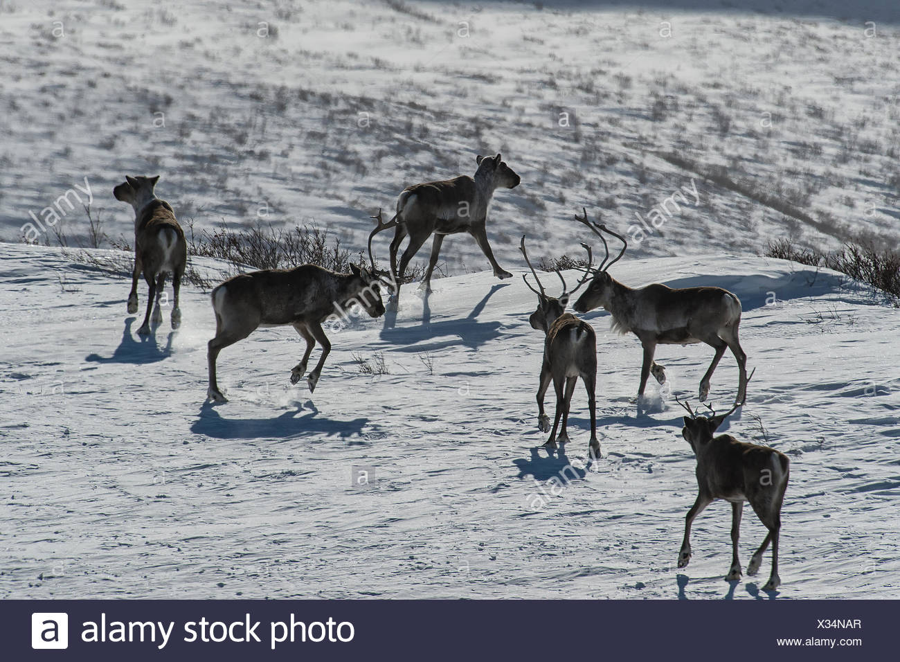 Barren Ground Caribou Stock Photos & Barren Ground Caribou Stock Images ...