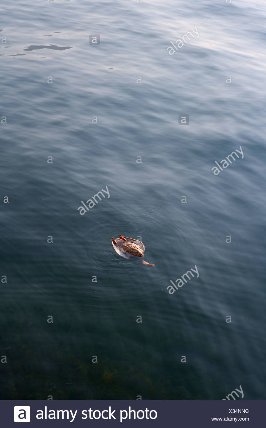 Dead Duck Stock Photos & Dead Duck Stock Images - Alamy