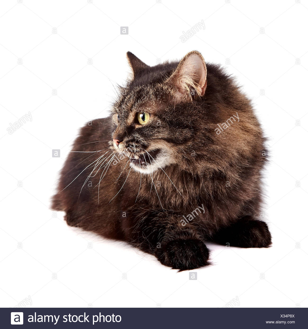 Hissing Cat Stock Photos & Hissing Cat Stock Images - Alamy