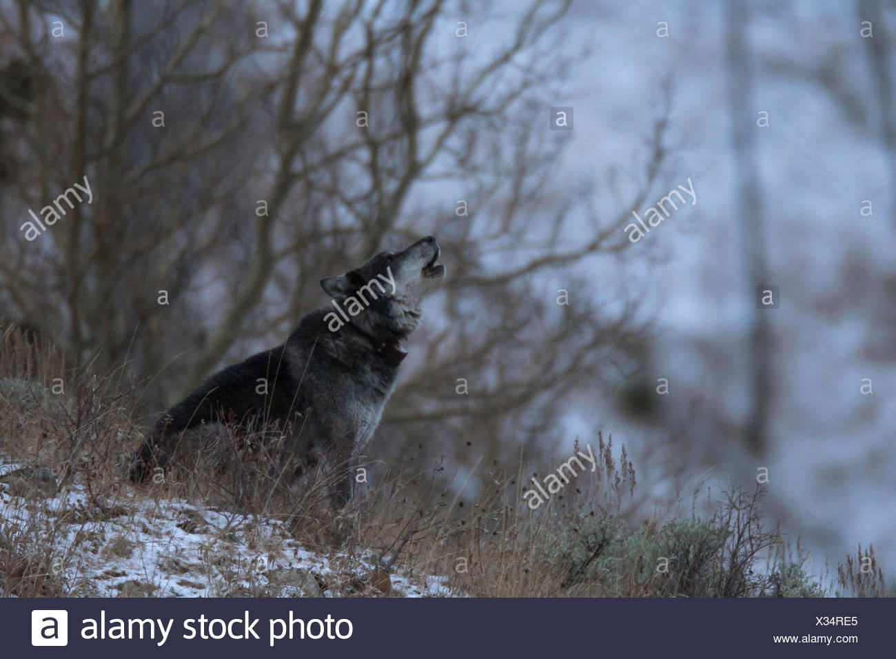 Alpha Wolf Stock Photos & Alpha Wolf Stock Images - Alamy