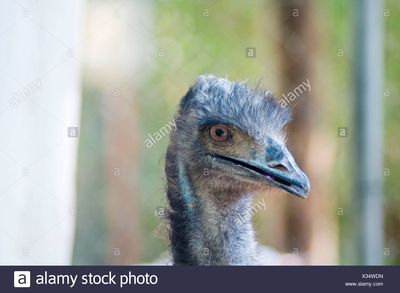 Emu Closeup High Resolution Stock Photography and Images - Alamy
