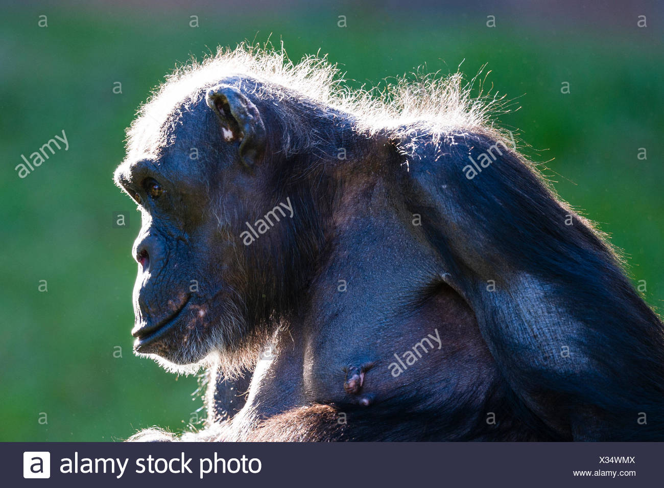Old Chimpanzee Stock Photos & Old Chimpanzee Stock Images - Alamy
