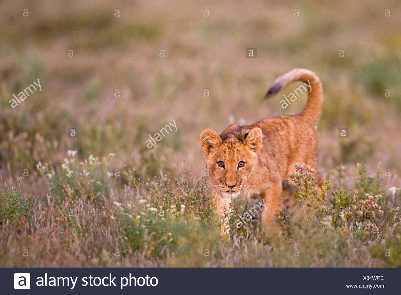 Cautious Animals High Resolution Stock Photography and Images - Alamy