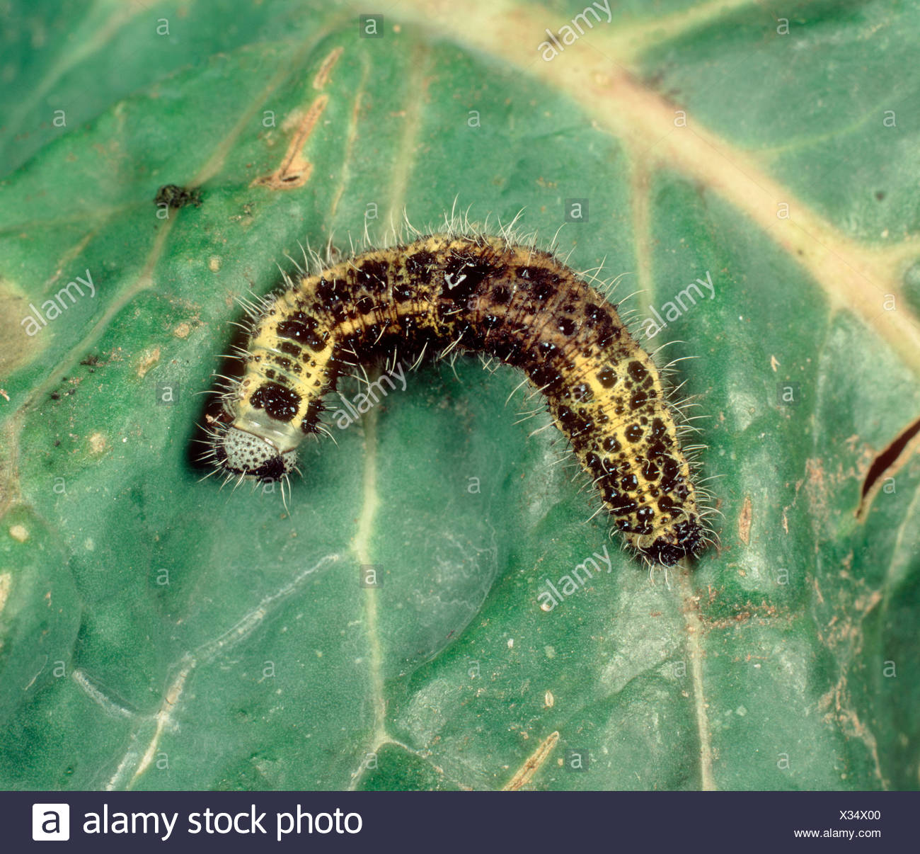 Bacillus Thuringiensis High Resolution Stock Photography and Images - Alamy