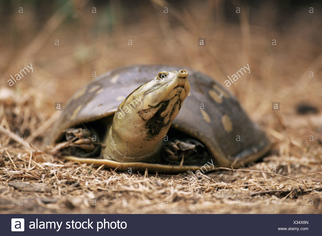 Indian Flapshell Turtle Stock Photos & Indian Flapshell Turtle Stock ...