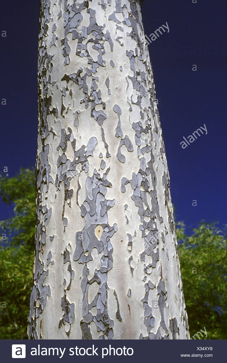 Amla Tree High Resolution Stock Photography and Images - Alamy