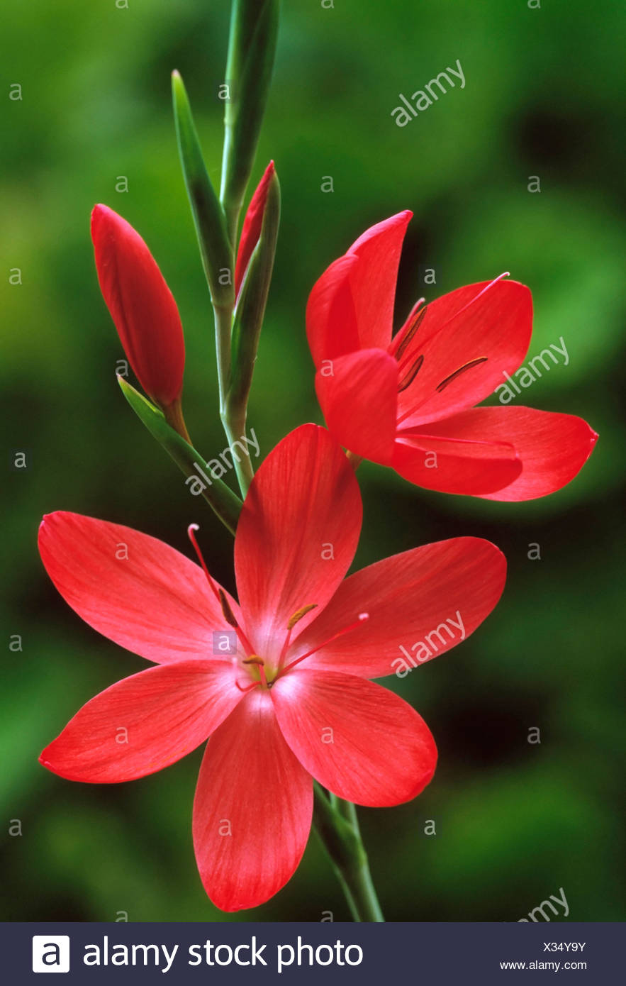 Schizostylis Coccinea Major High Resolution Stock Photography and ...