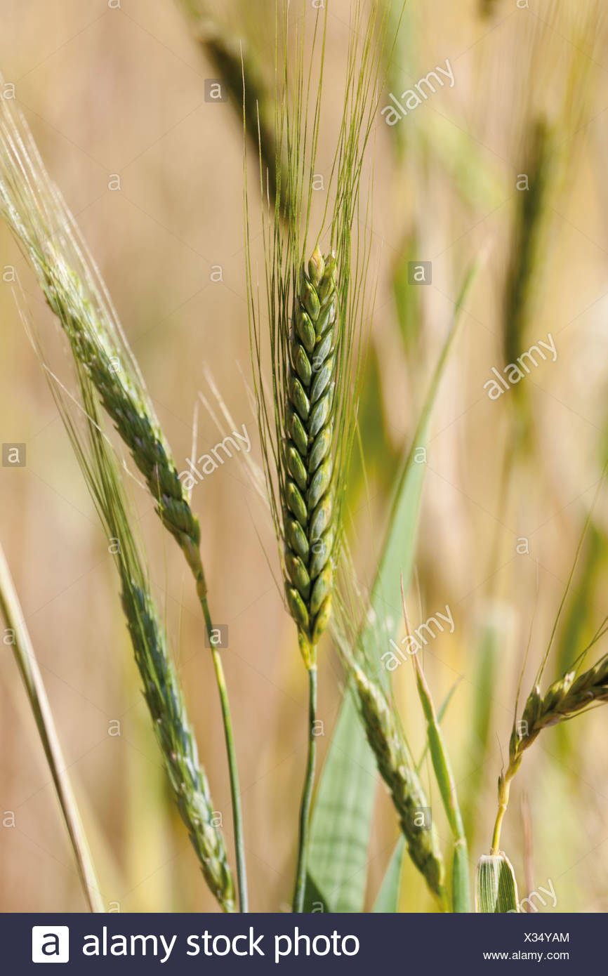 Emmer Stock Photos & Emmer Stock Images - Alamy