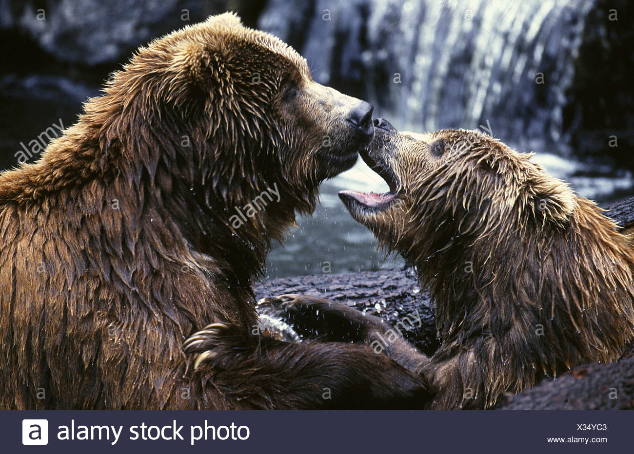 Kodiak Bear Fight Stock Photos & Kodiak Bear Fight Stock Images - Alamy