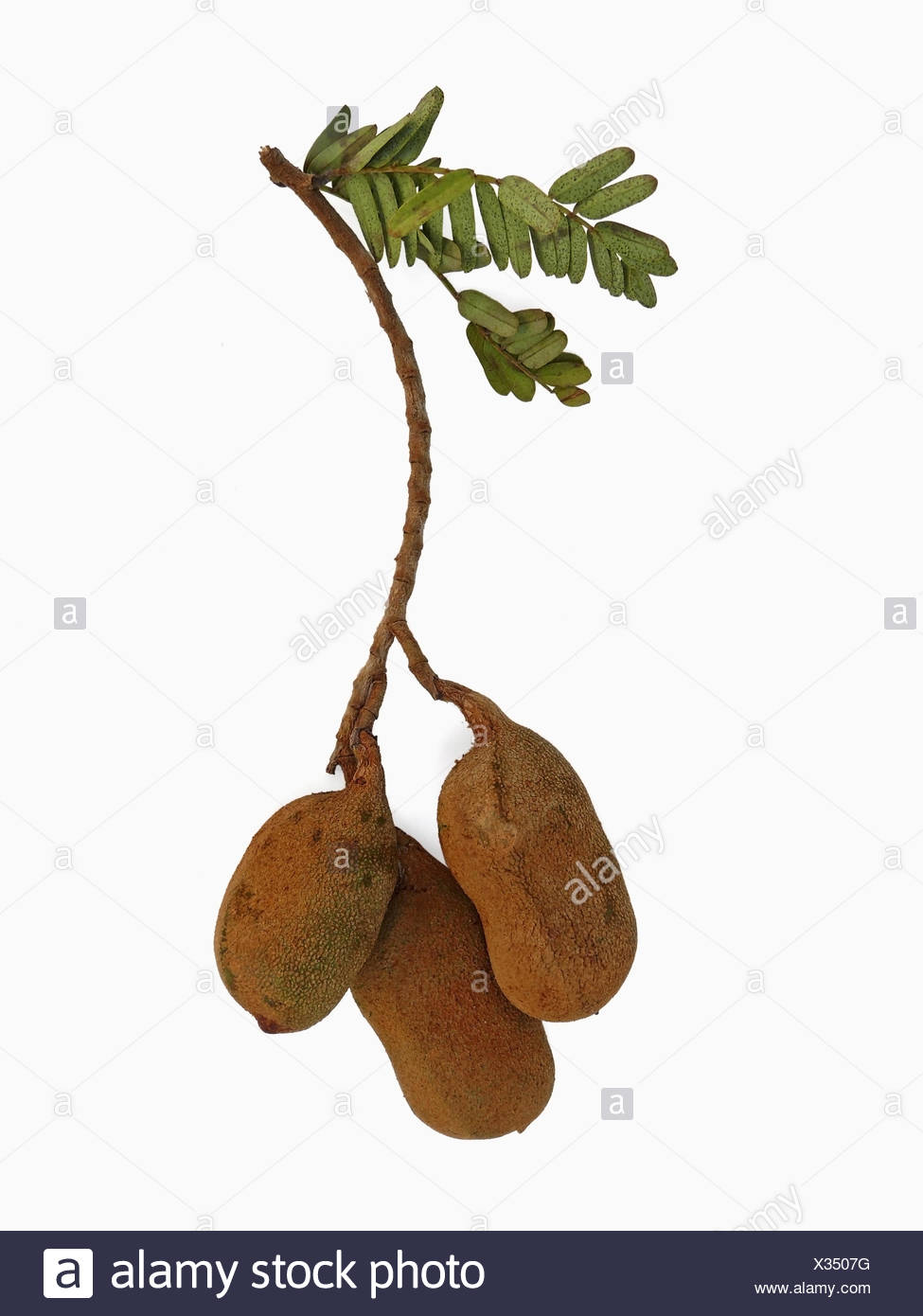 Tamarind Seed Pods High Resolution Stock Photography and Images - Alamy