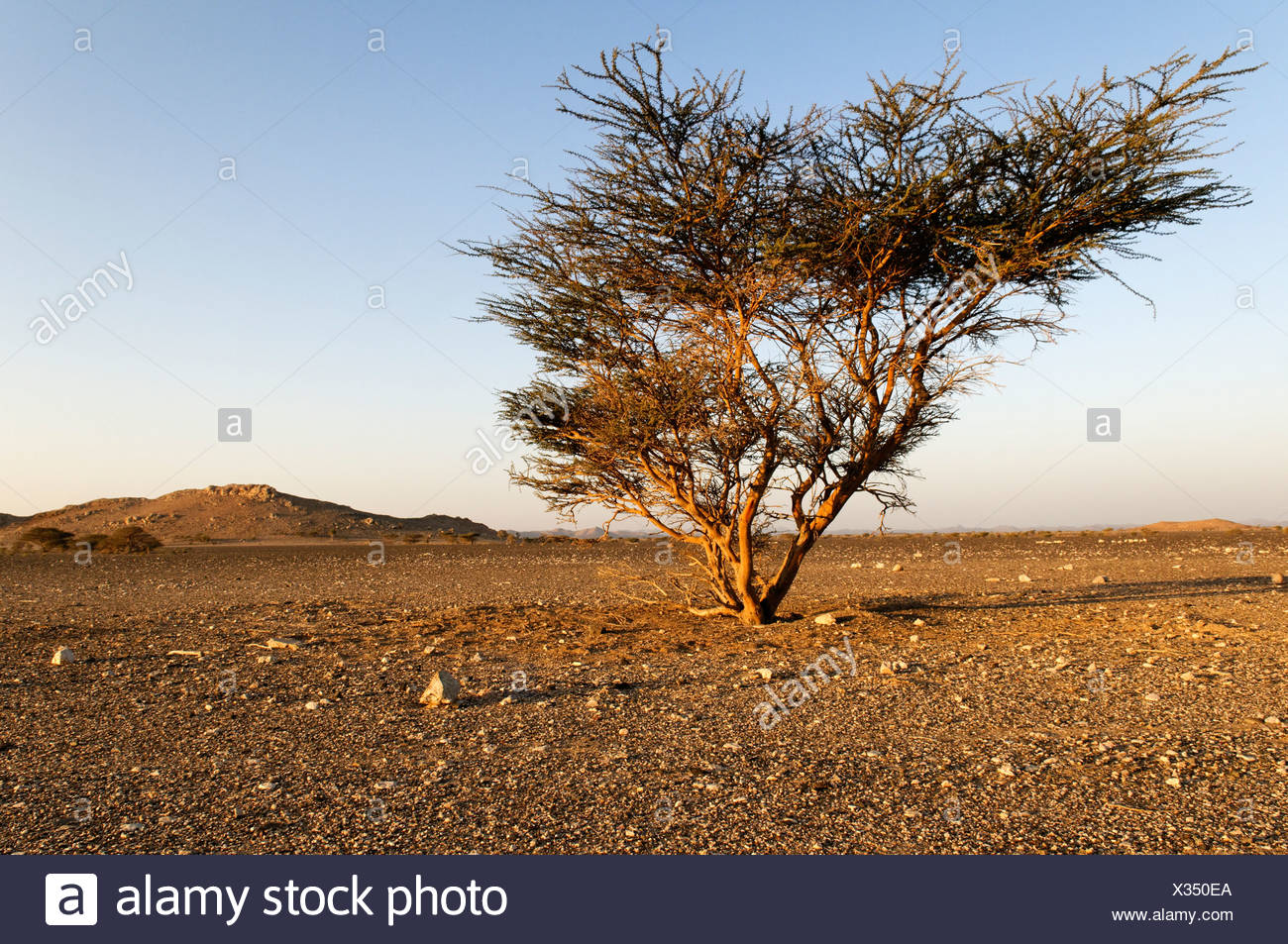 Hammada Wüste High Resolution Stock Photography and Images - Alamy