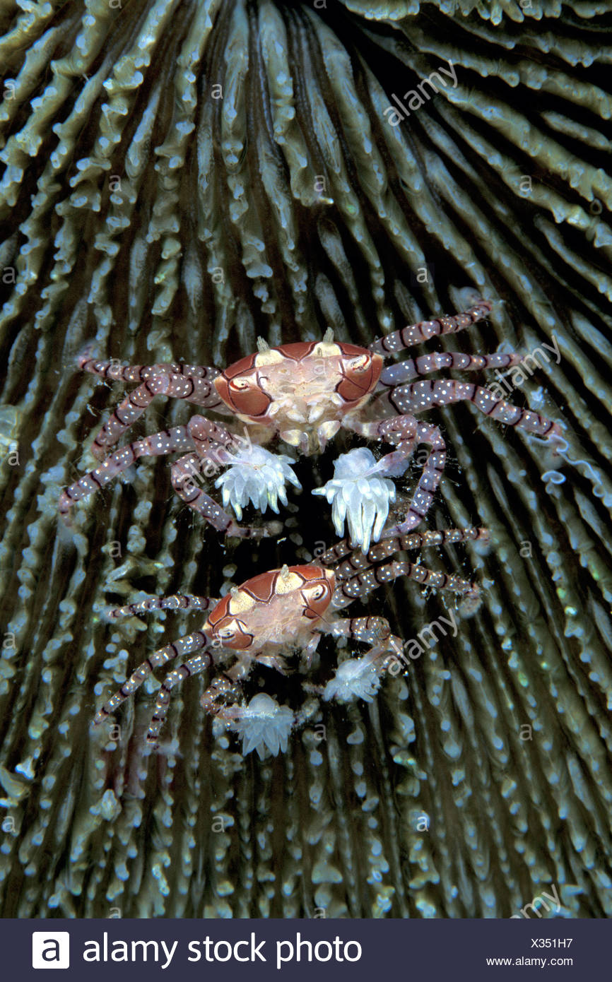 Boxer Crab Pom Pom Crab Stock Photos & Boxer Crab Pom Pom Crab Stock ...