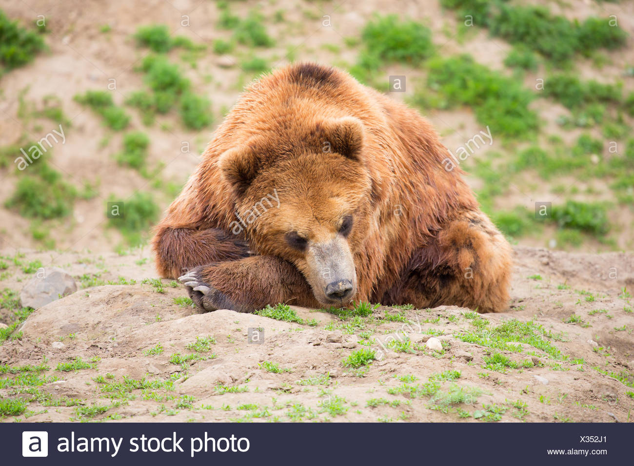 Brown Bear Laying High Resolution Stock Photography and Images - Alamy
