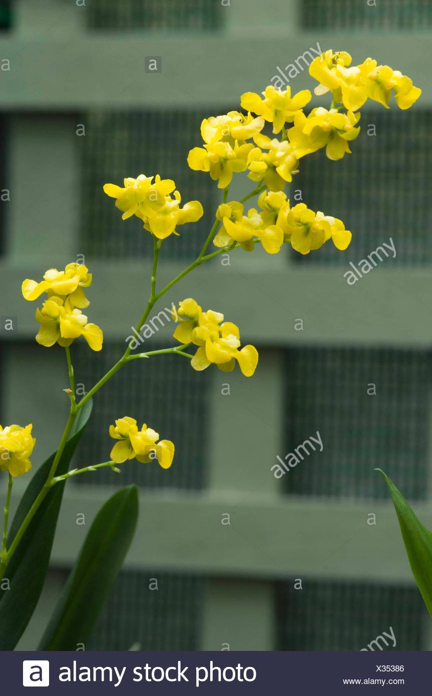Oncidium High Resolution Stock Photography and Images - Alamy
