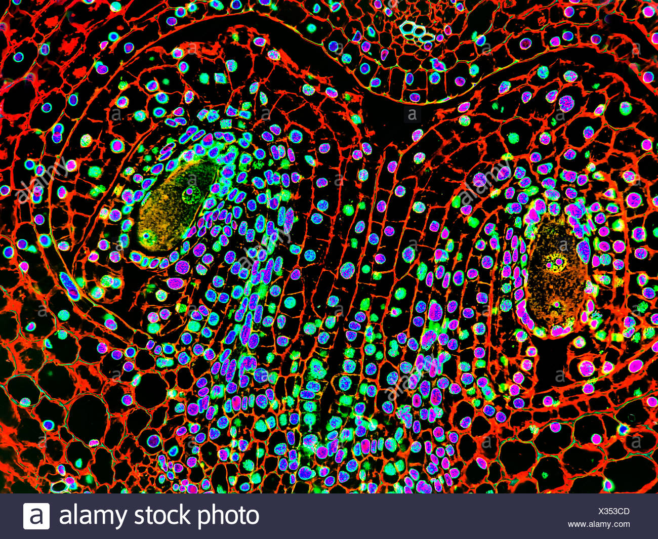 Lily Cell Meiosis High Resolution Stock Photography and Images - Alamy