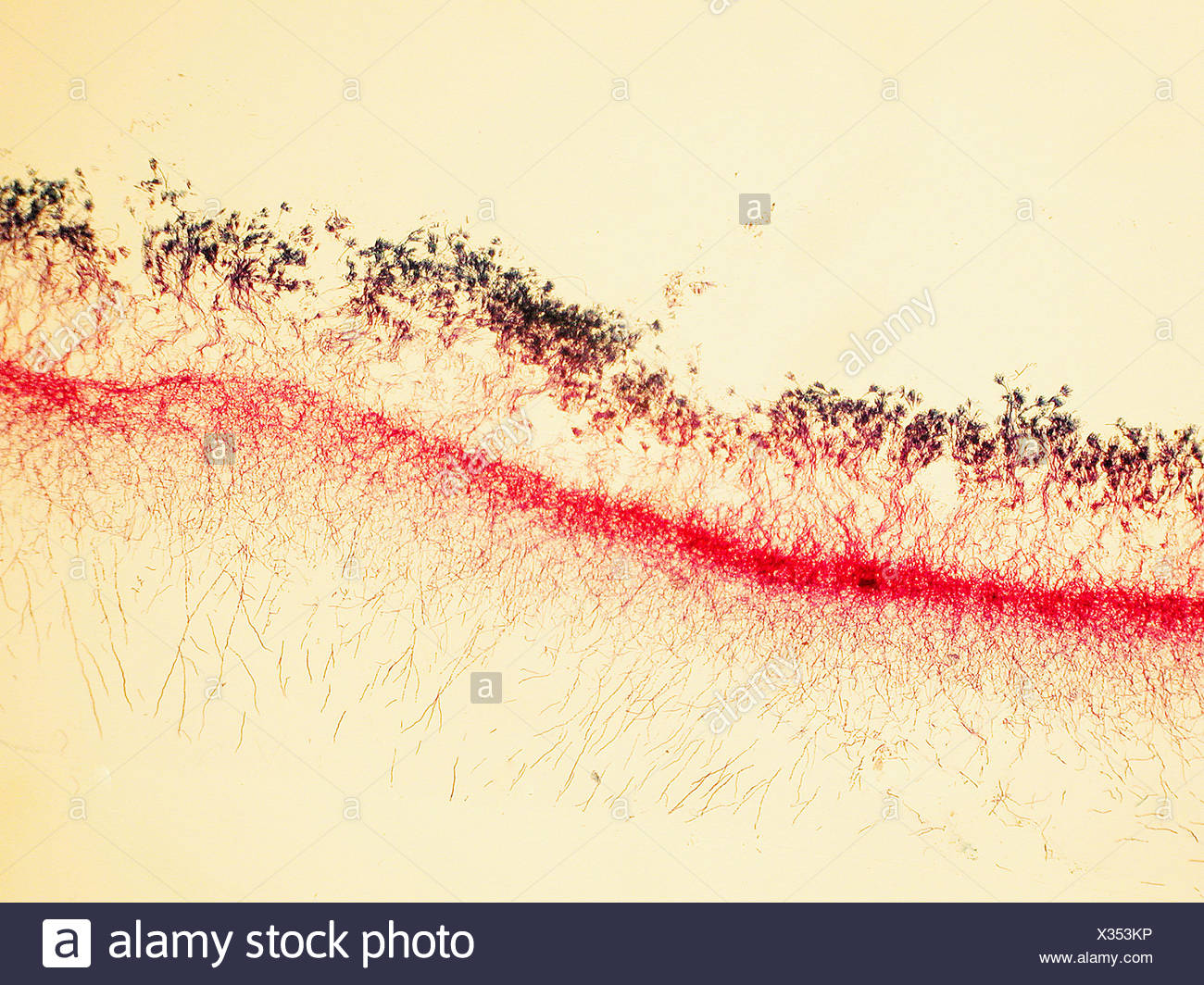 Penicillium Fungi High Resolution Stock Photography and Images - Alamy