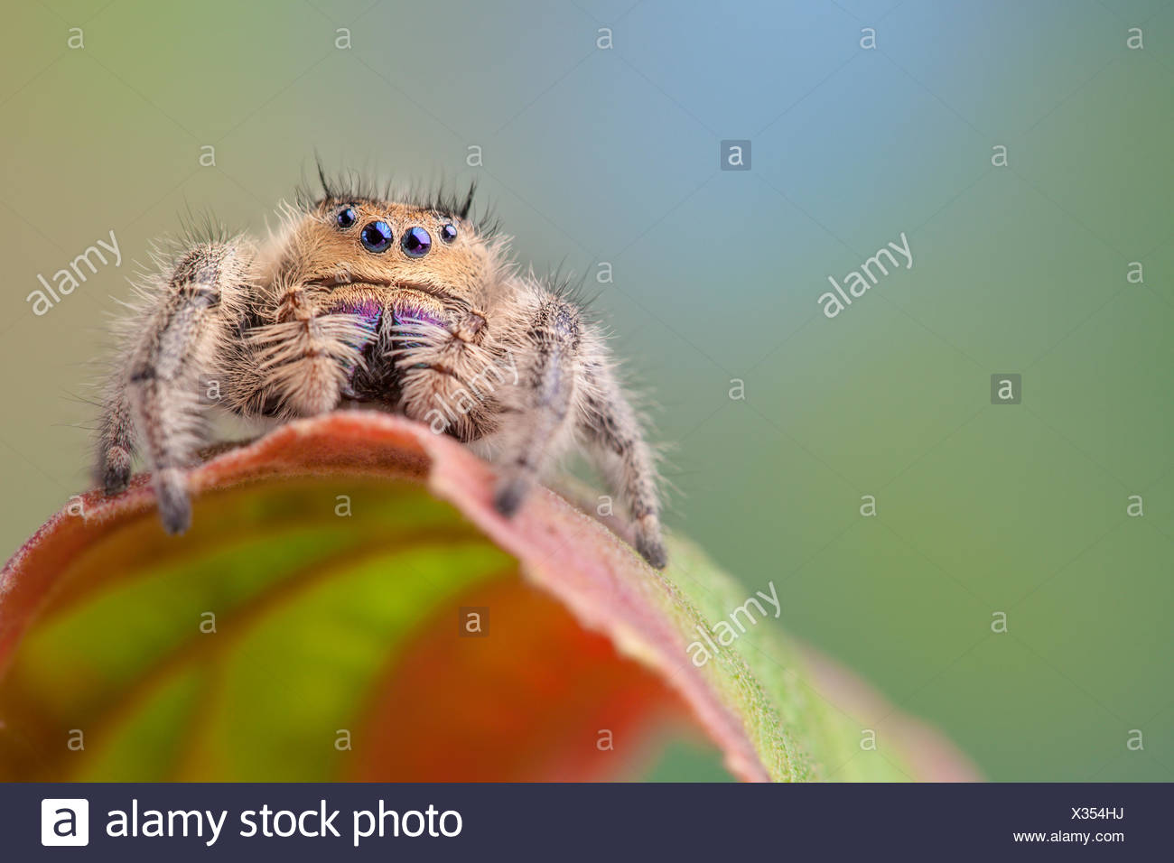 Native Species High Resolution Stock Photography and Images - Alamy