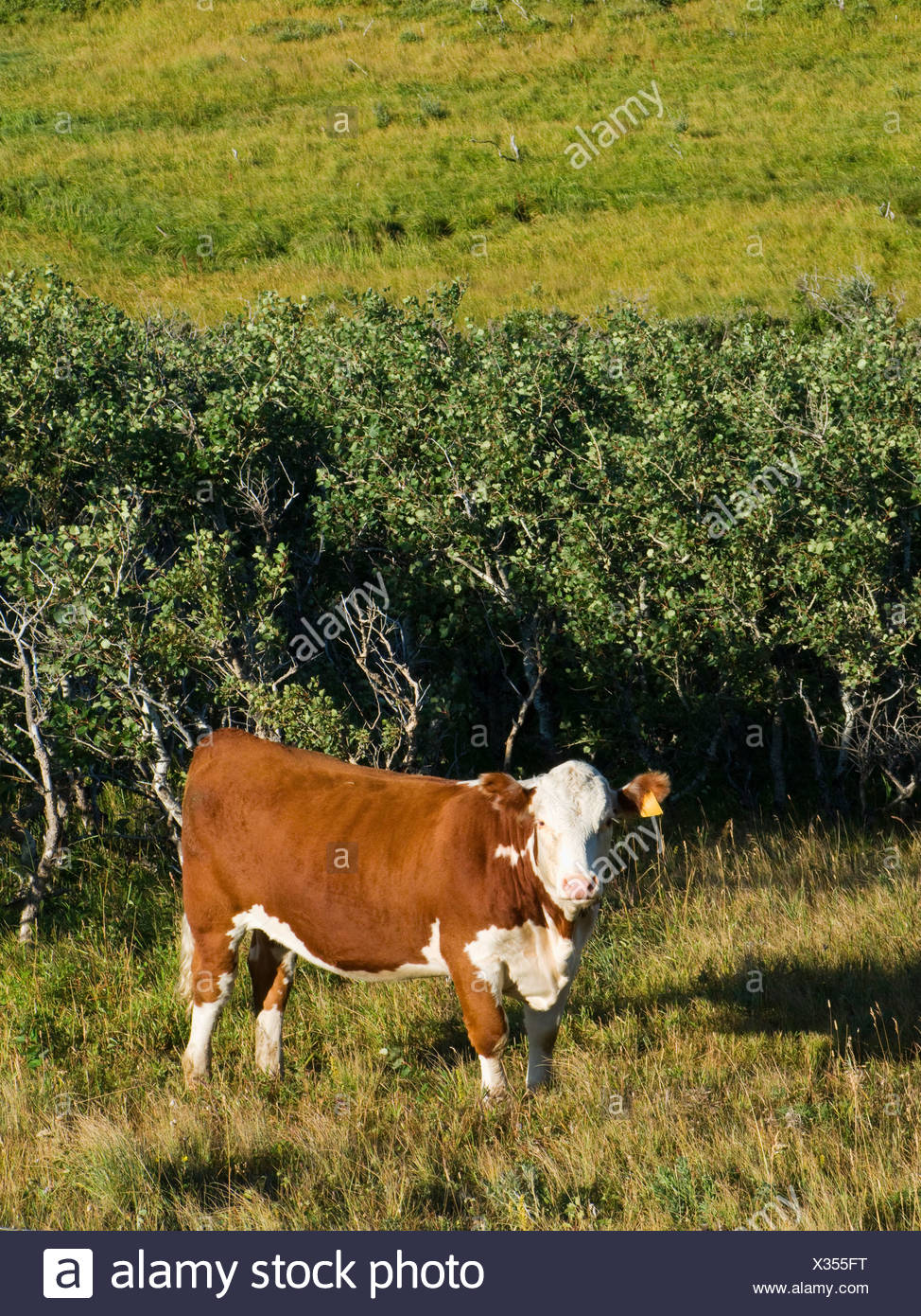 Native Cows High Resolution Stock Photography and Images - Alamy