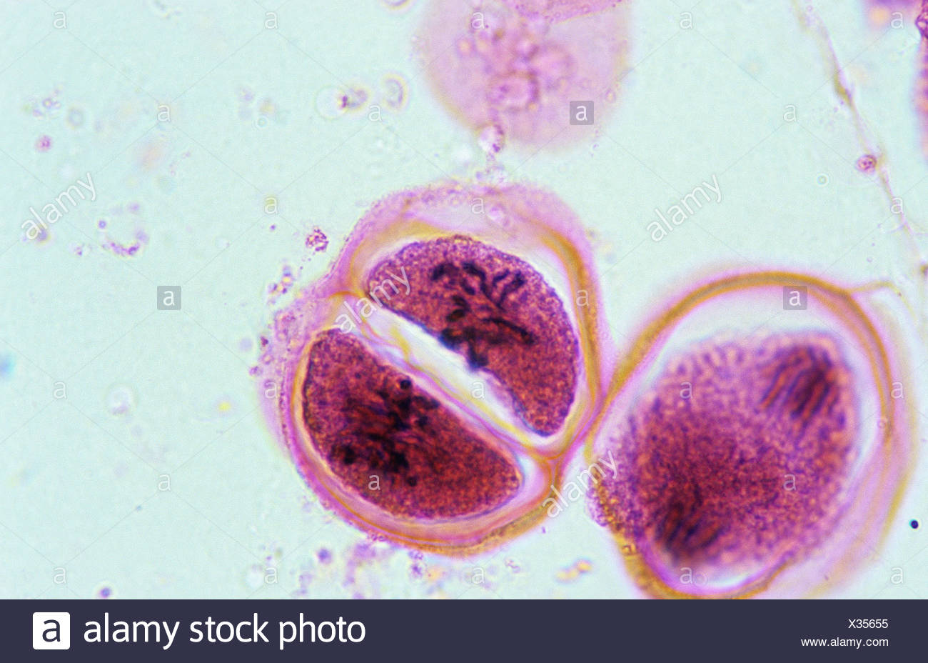 Prophase Cell High Resolution Stock Photography and Images - Alamy