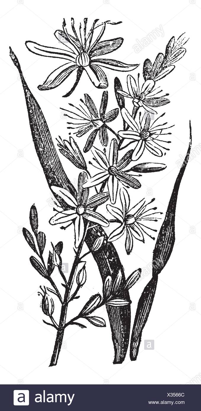 Branched Asphodel Stock Photos & Branched Asphodel Stock Images - Alamy