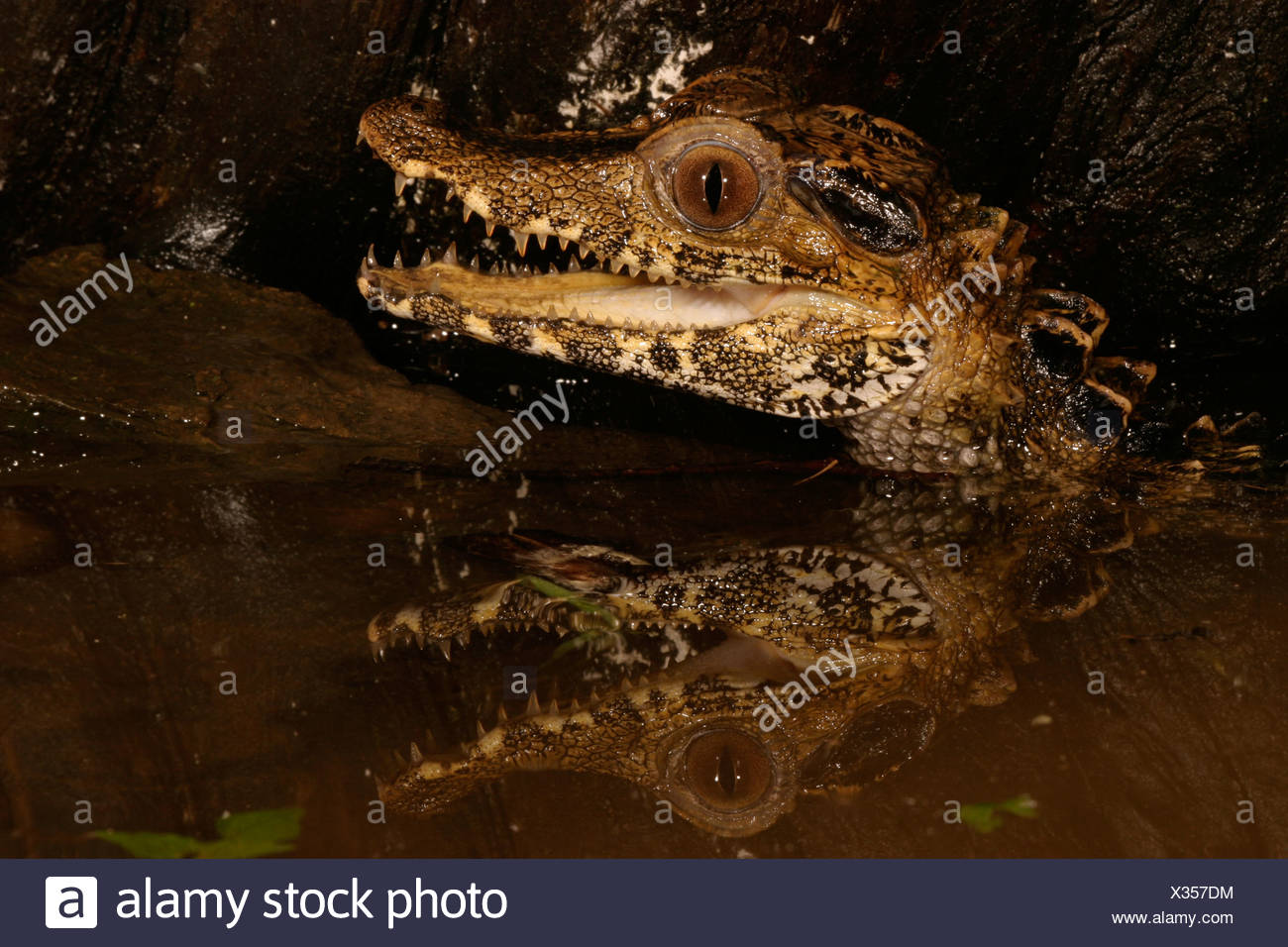 Caimen Stock Photos & Caimen Stock Images - Alamy