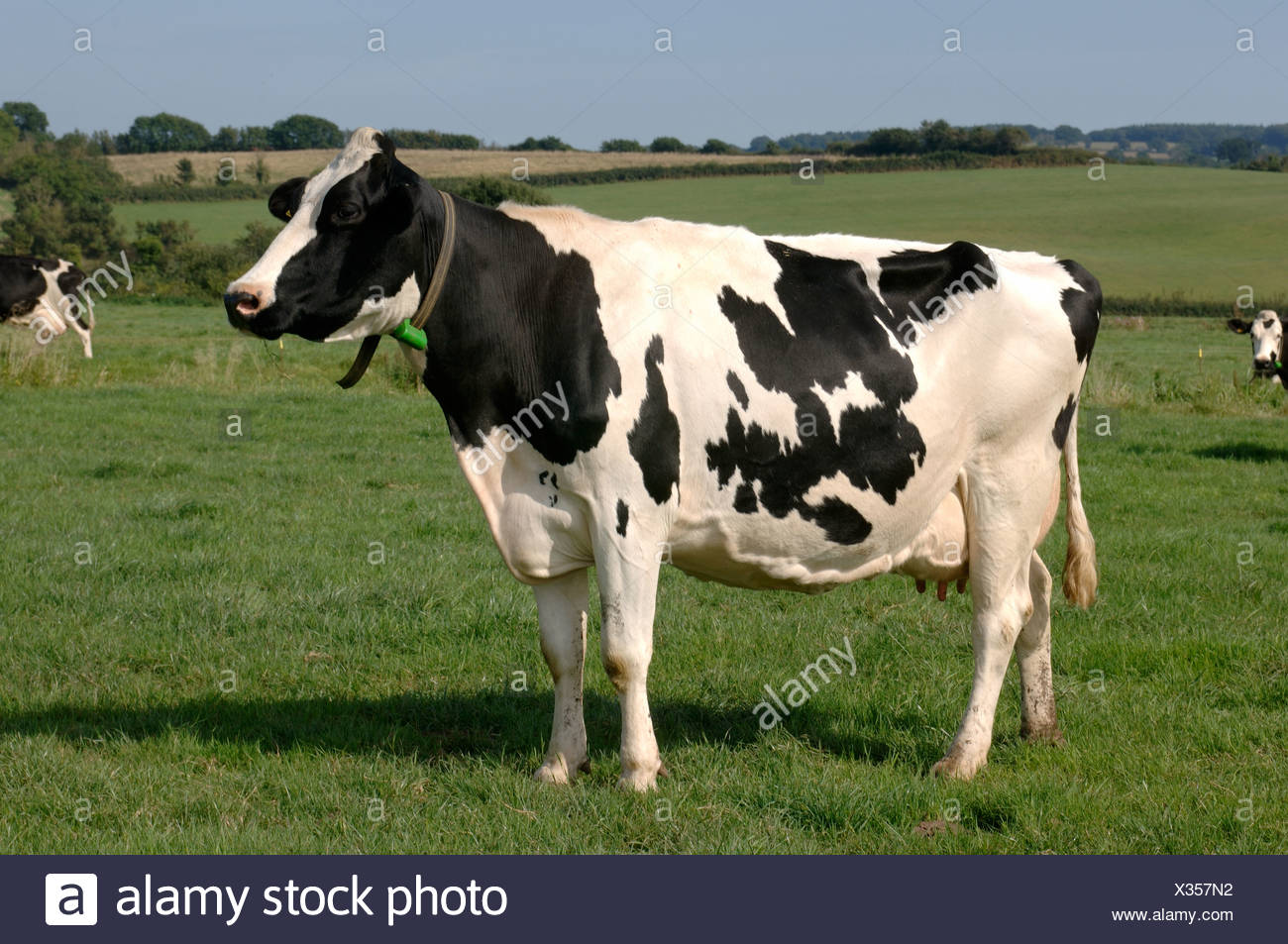 Dairy Cow Side View High Resolution Stock Photography and Images - Alamy