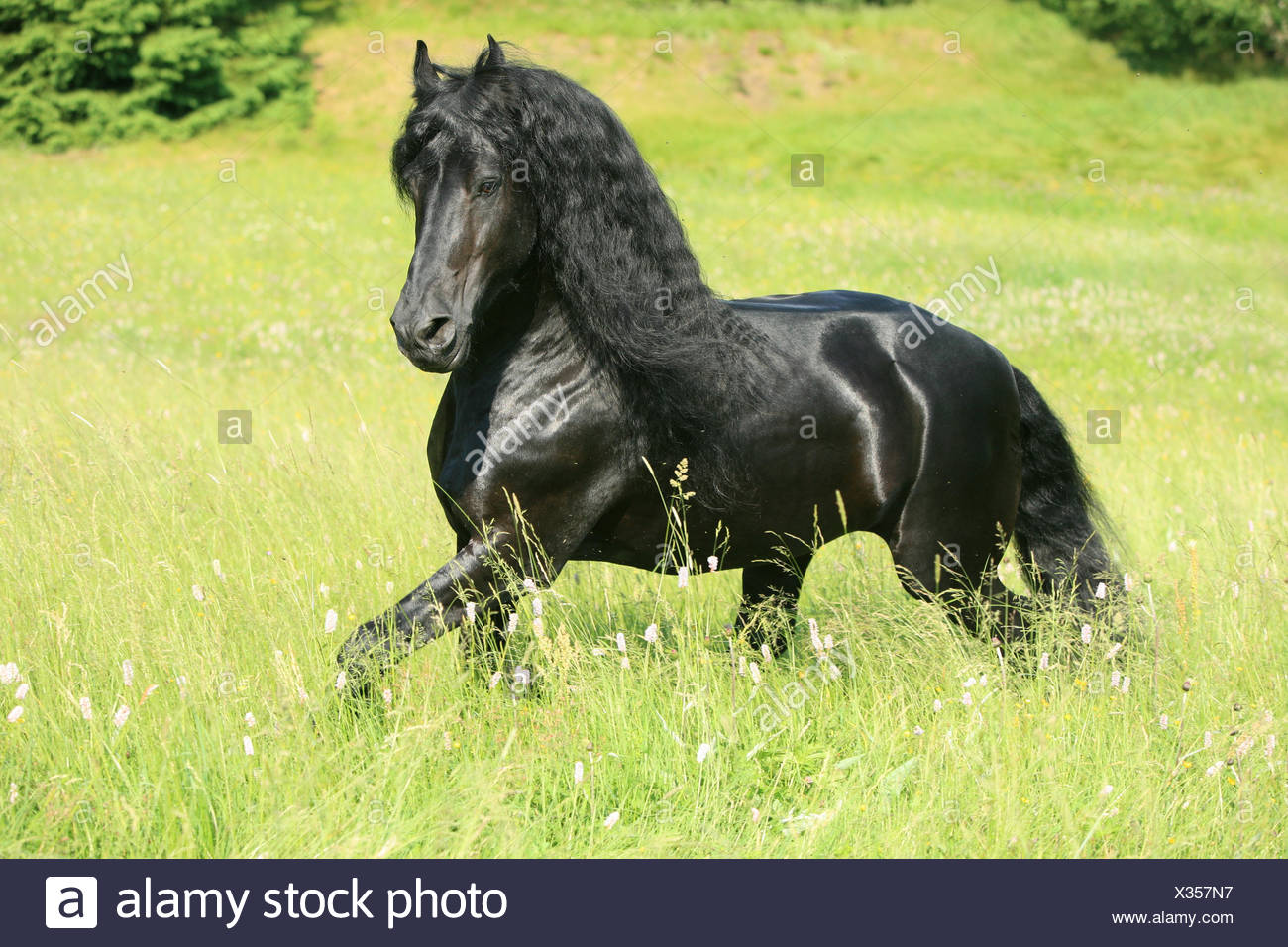 Friese Horse Stock Photos & Friese Horse Stock Images - Alamy