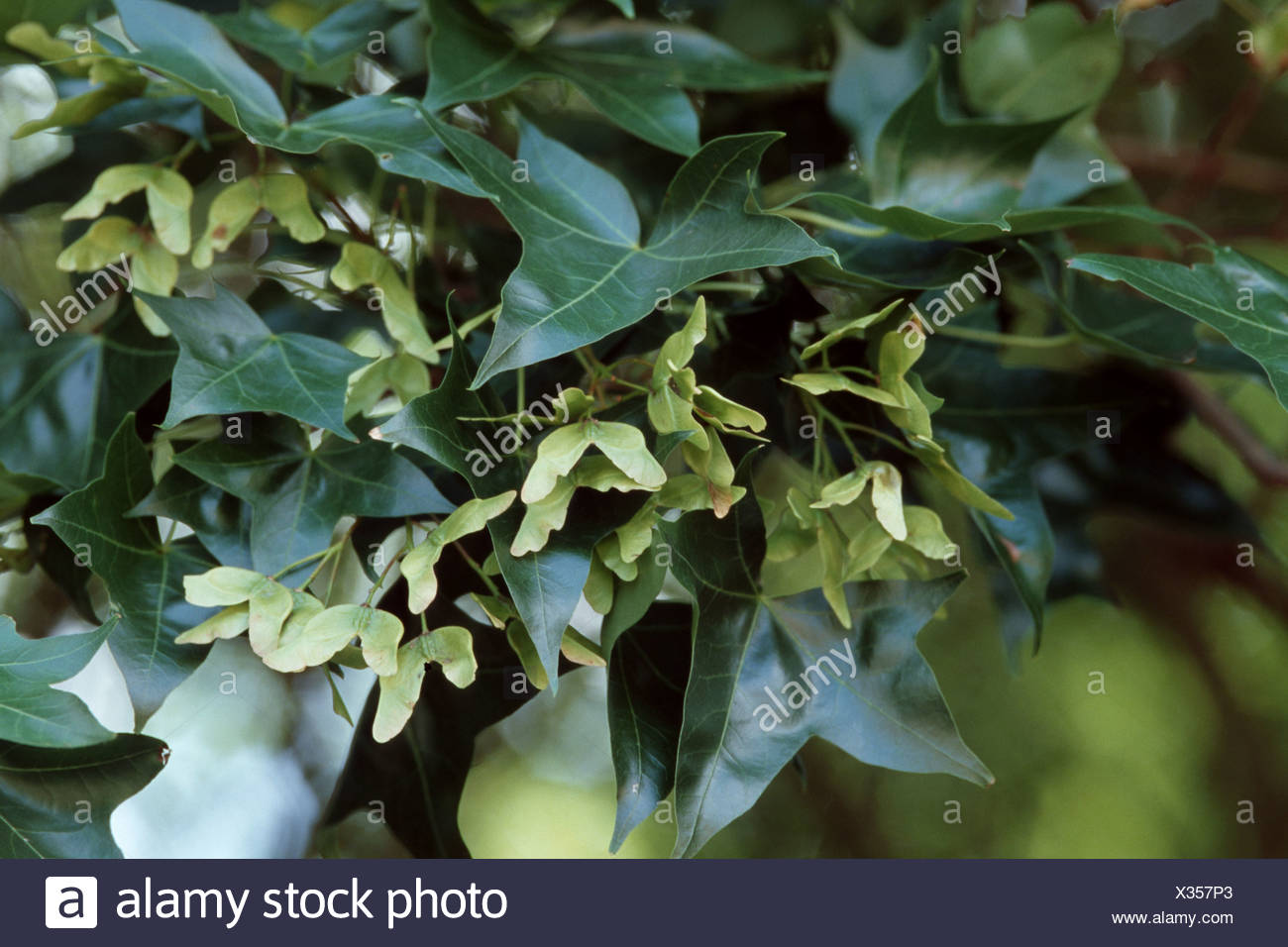 Truncatum High Resolution Stock Photography and Images - Alamy