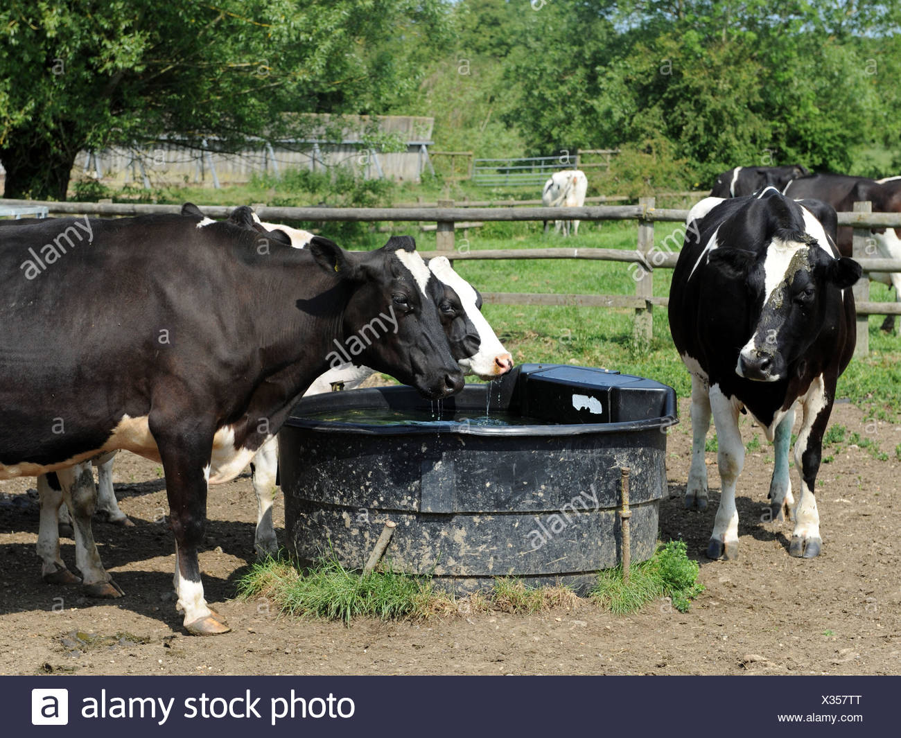 Cows Drinking Water Trough High Resolution Stock Photography and Images ...