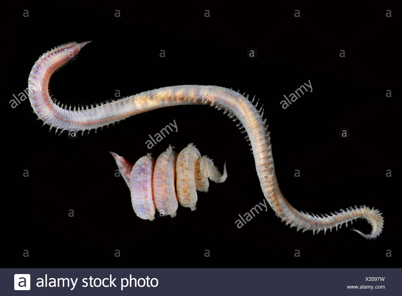 Glycera High Resolution Stock Photography and Images - Alamy