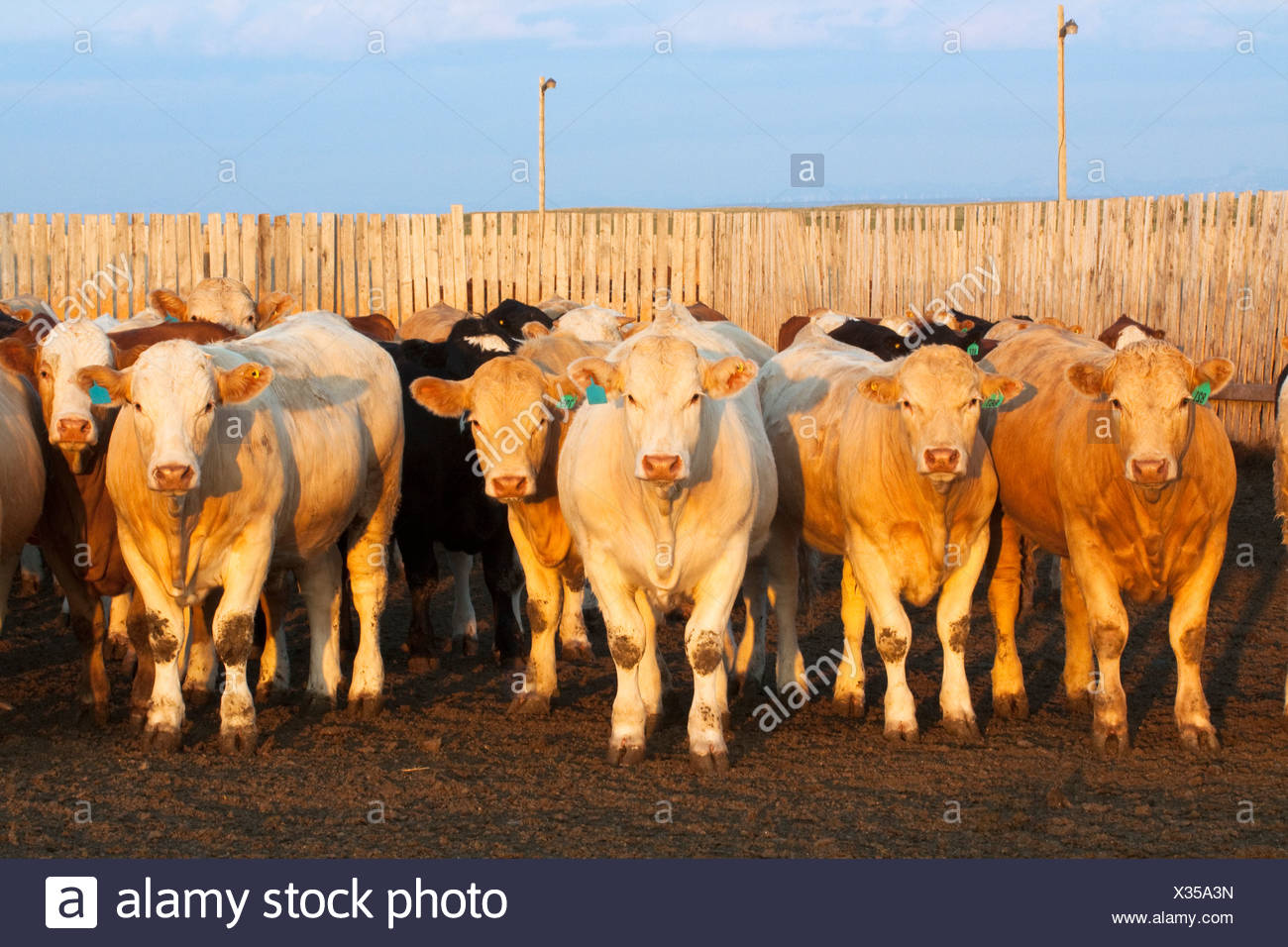 Farm Animals In Pens High Resolution Stock Photography and Images - Alamy