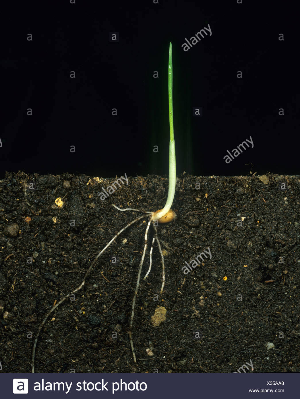 Wheat Plant Roots High Resolution Stock Photography and Images - Alamy
