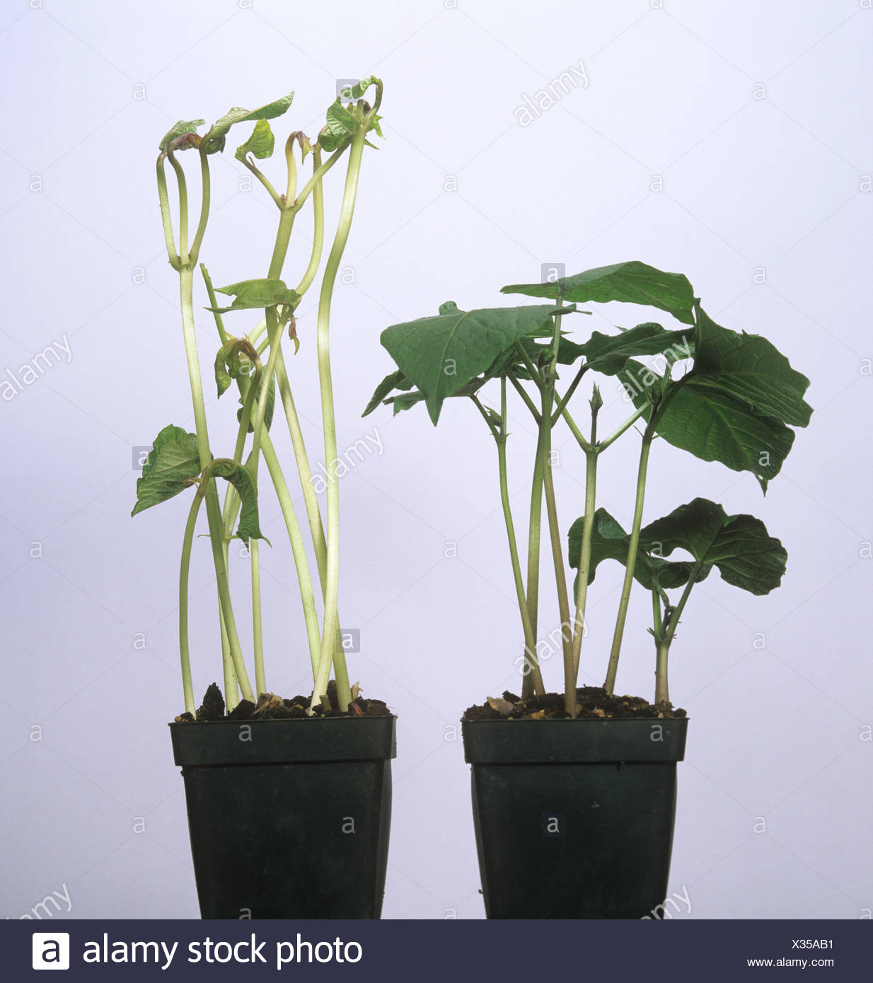 Etiolated Plant High Resolution Stock Photography and Images - Alamy