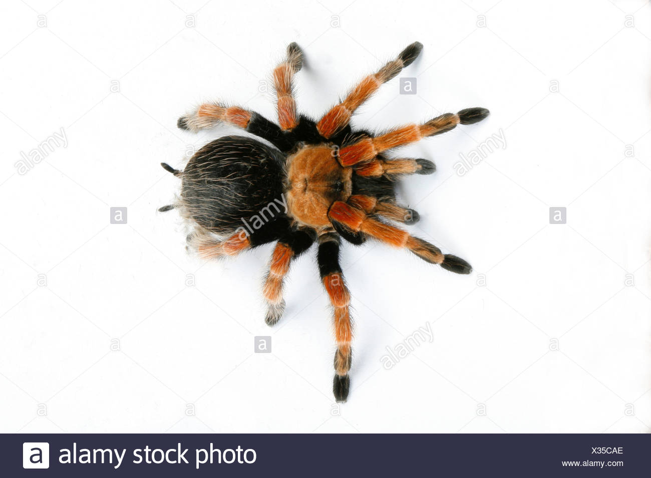 Mexican Redknee Tarantula Brachypelma Smithi High Resolution Stock ...