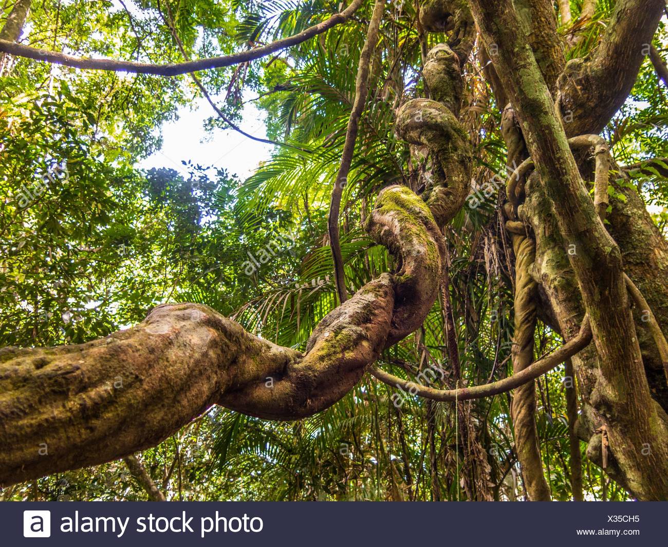 Twisted Tree Trunk High Resolution Stock Photography and Images - Alamy
