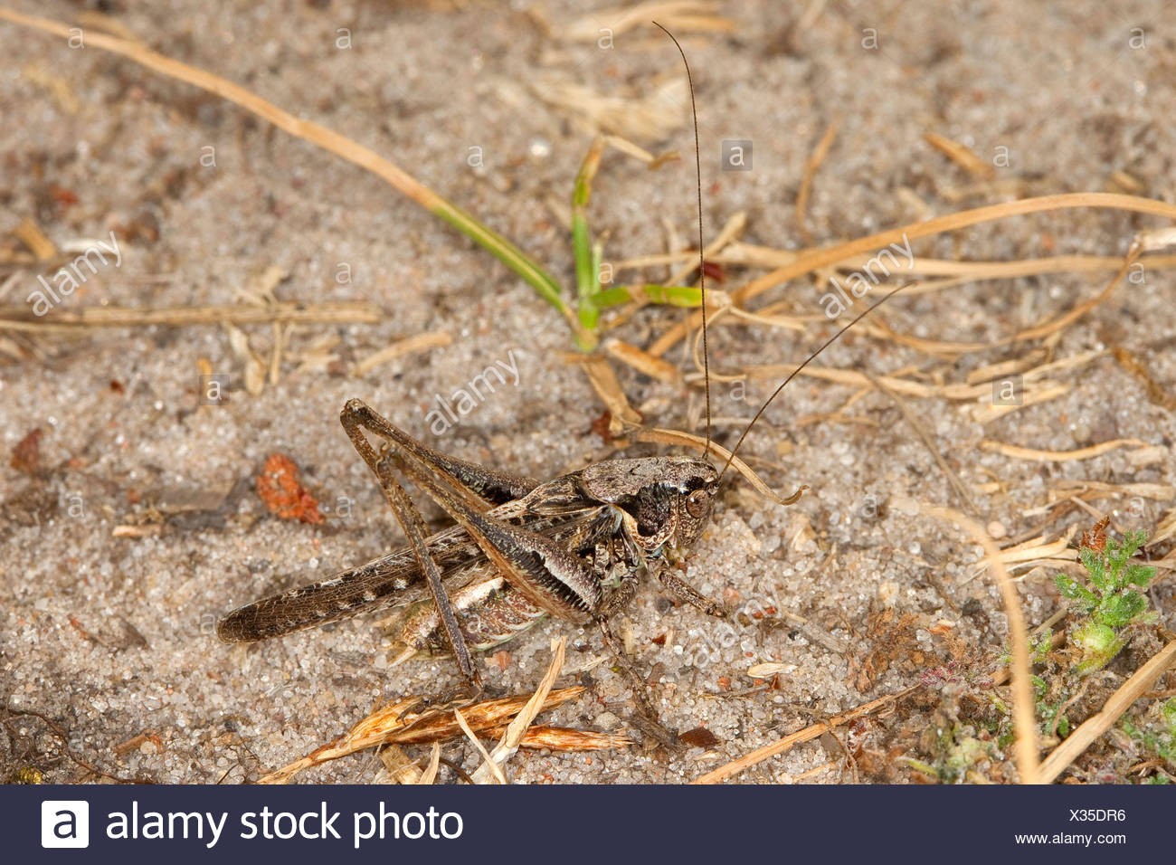 Grey Bush Cricket High Resolution Stock Photography and Images - Alamy