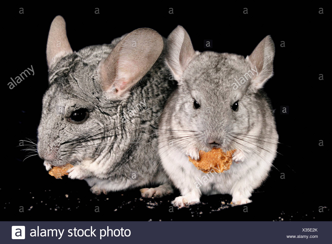 Chinchilla Lanigera High Resolution Stock Photography and Images - Alamy