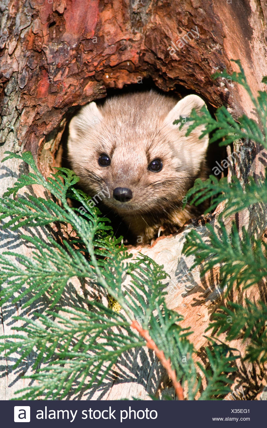 American Pine Marten Stock Photos & American Pine Marten Stock Images ...
