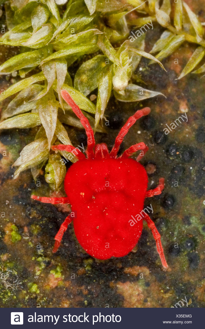 Trombidiidae High Resolution Stock Photography and Images - Alamy