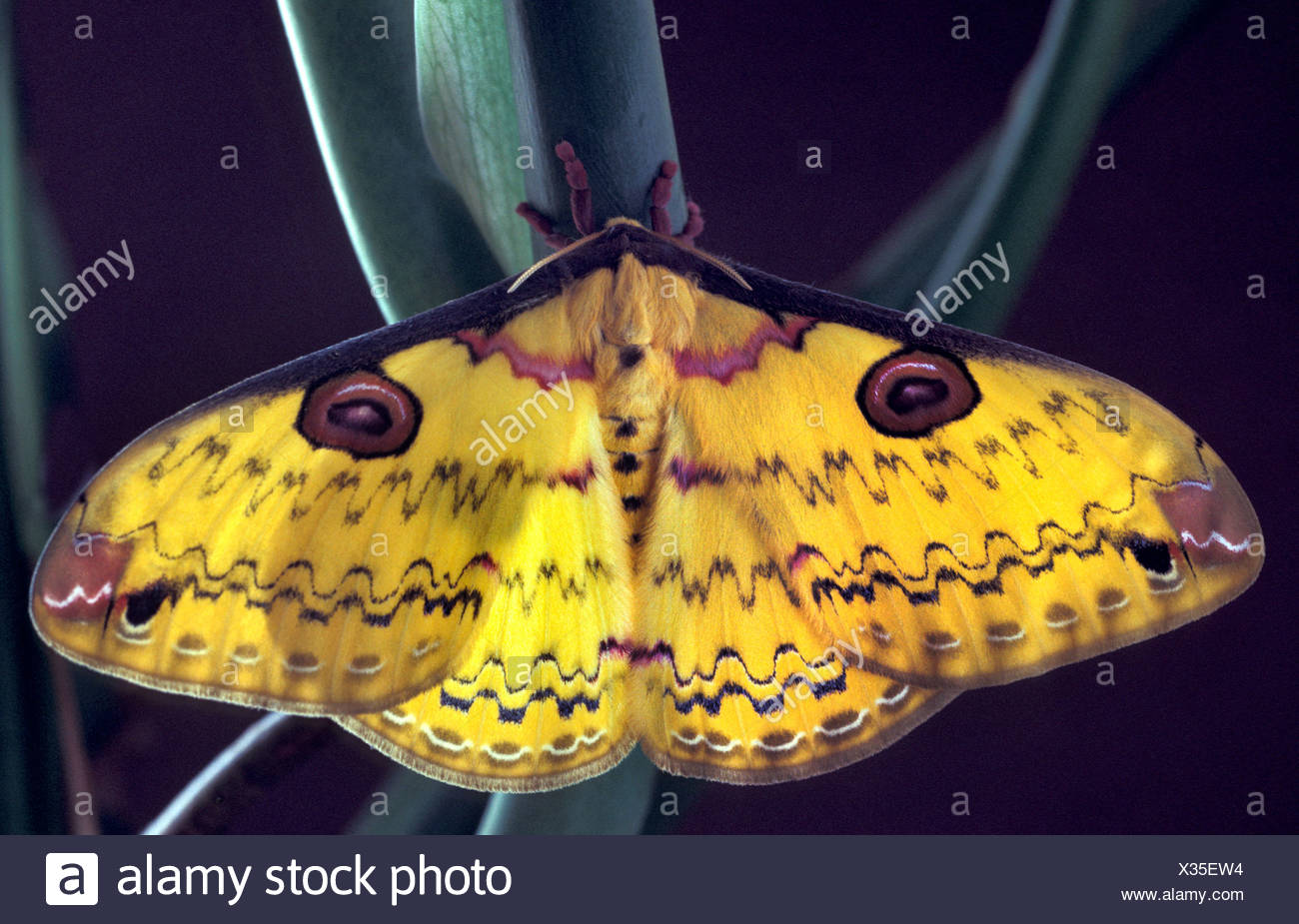 Patterned Moth High Resolution Stock Photography and Images - Alamy