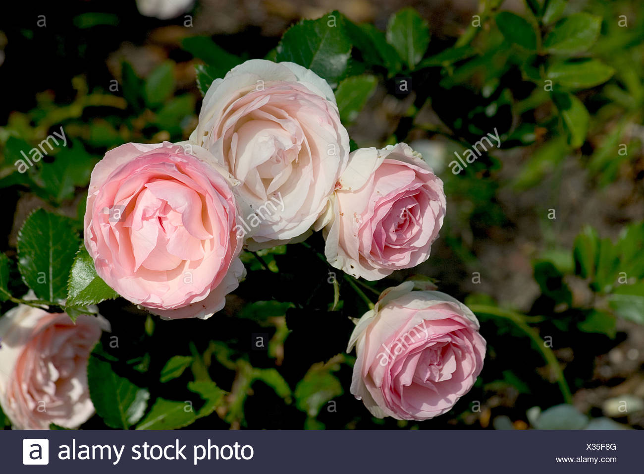 Damask Roses Stock Photos & Damask Roses Stock Images - Alamy