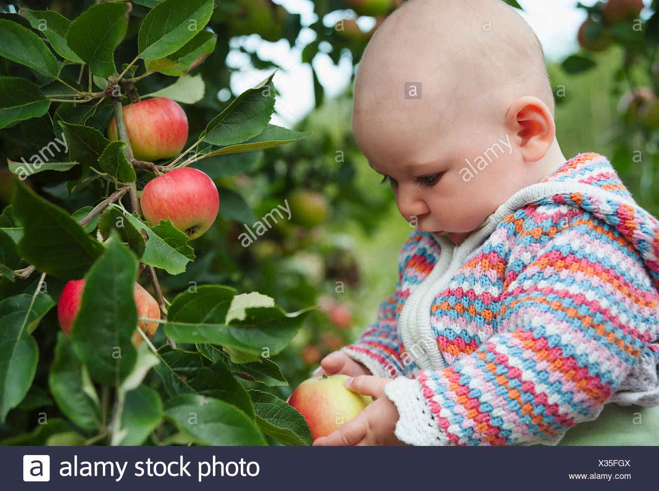Baby Apple Tree High Resolution Stock Photography and Images - Alamy