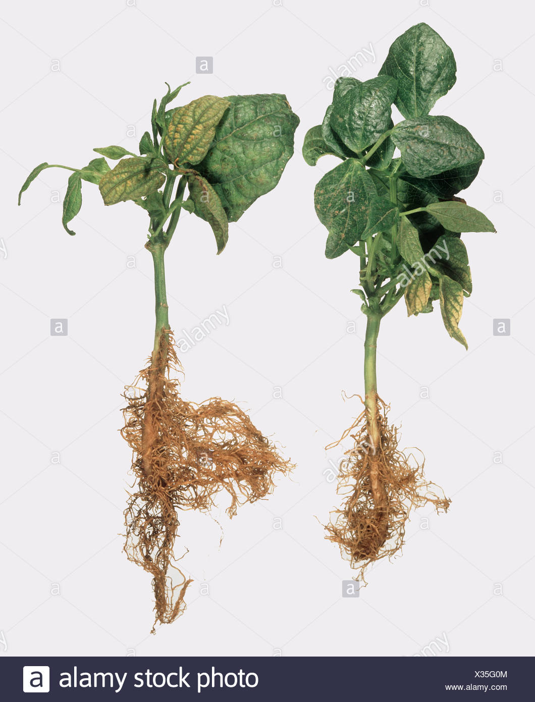 Stunting Root Damage Common Bean High Resolution Stock Photography and ...