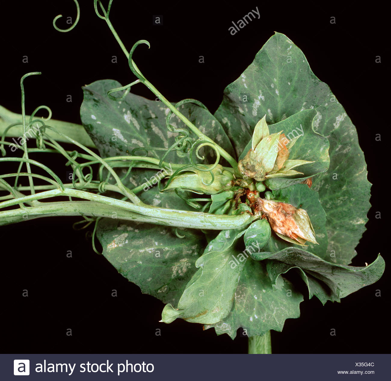 Contarinia Stock Photos & Contarinia Stock Images - Alamy